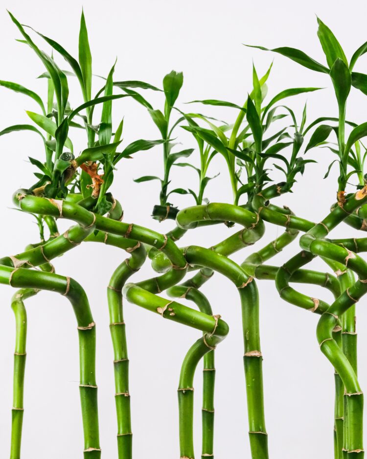 11 BEST Low light Indoor Plants that Thrive in Lowlight - Cottage ...
